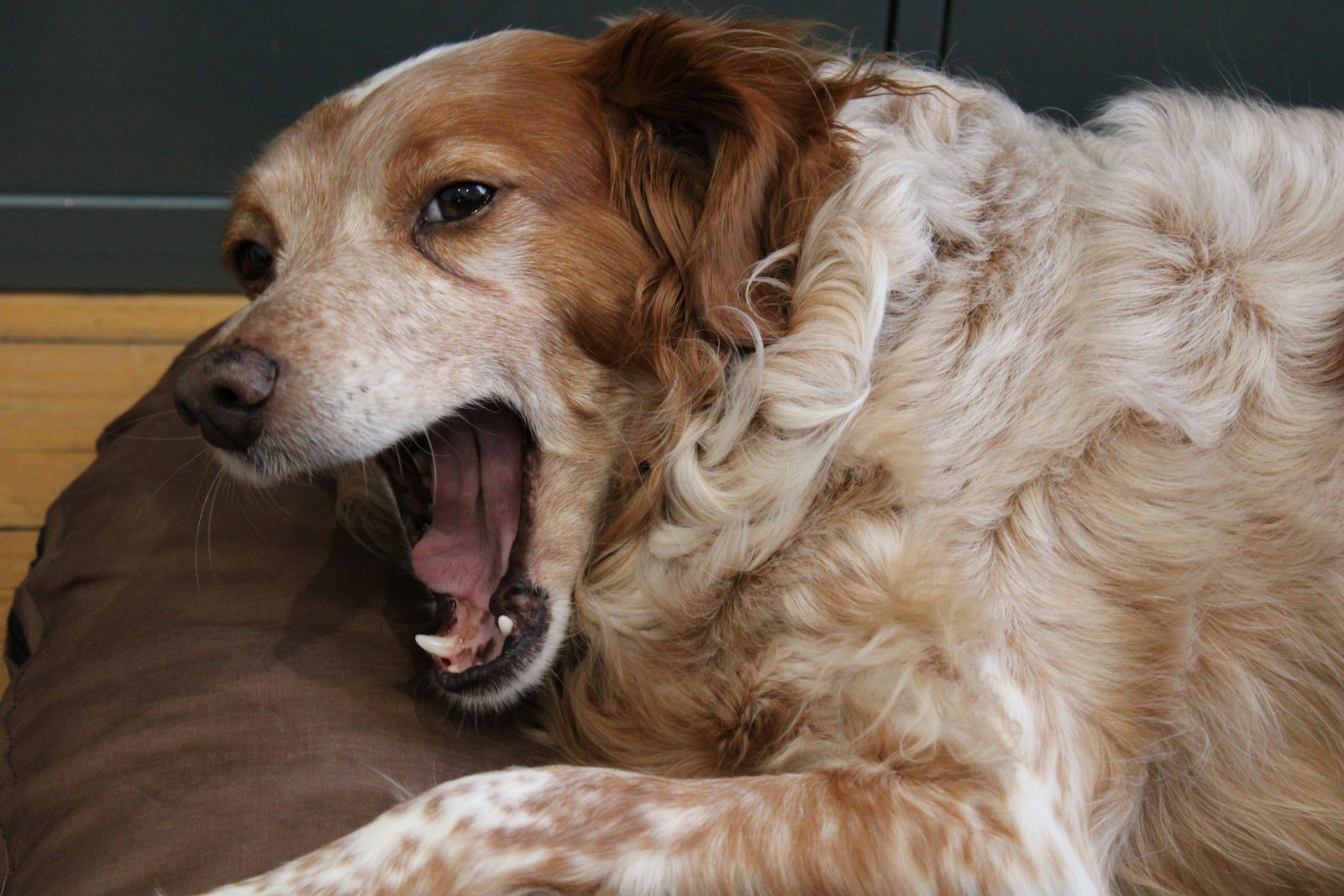 Pancreatitis in Dogs UK: Signs, Treatment, Diet | FetchRated